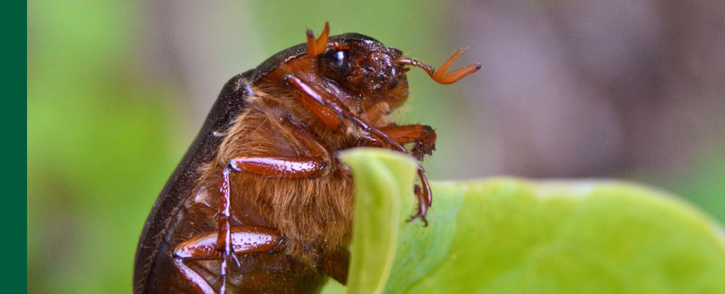6 Tips for Getting Rid of June Bugs on Your Porch or Patio - Garrety ...